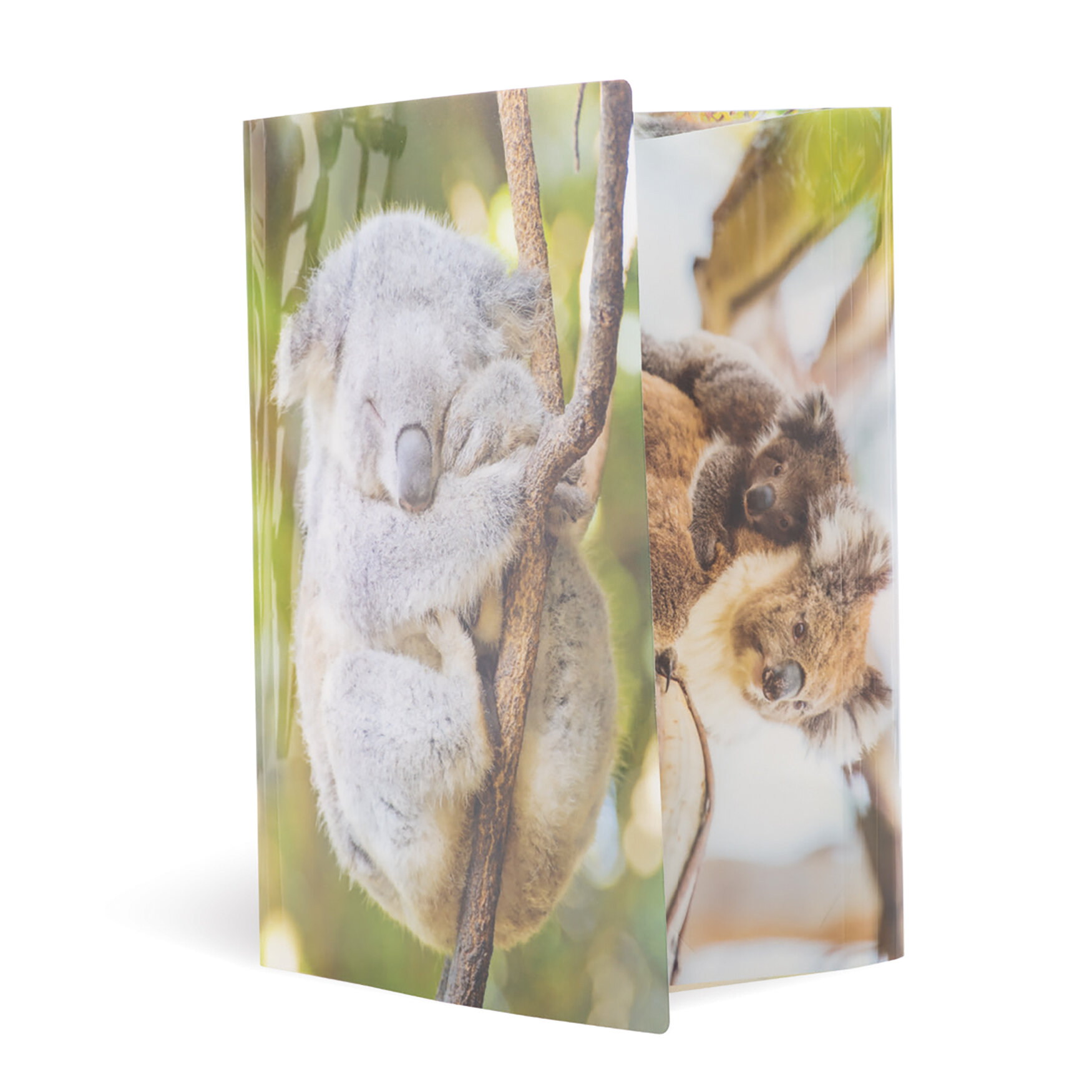Elasticated folder glossy animals A4 PP koala